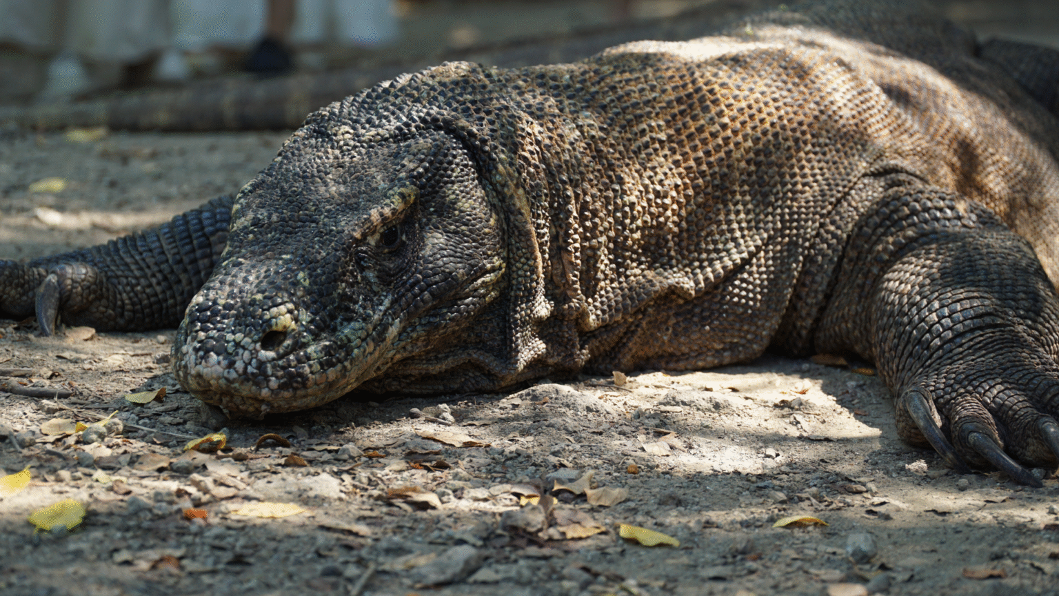 Komodo Boat Trip: Explore Stunning Island Destinations